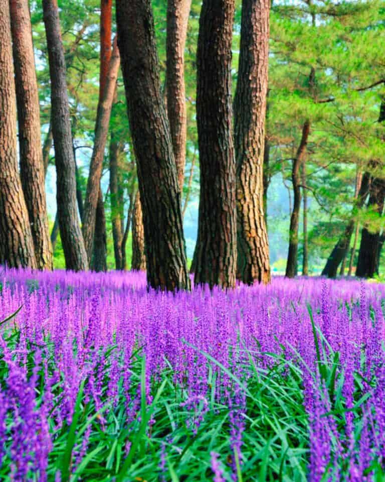 29 Best Plants for Under Oak Trees To Renew Your Shade Garden