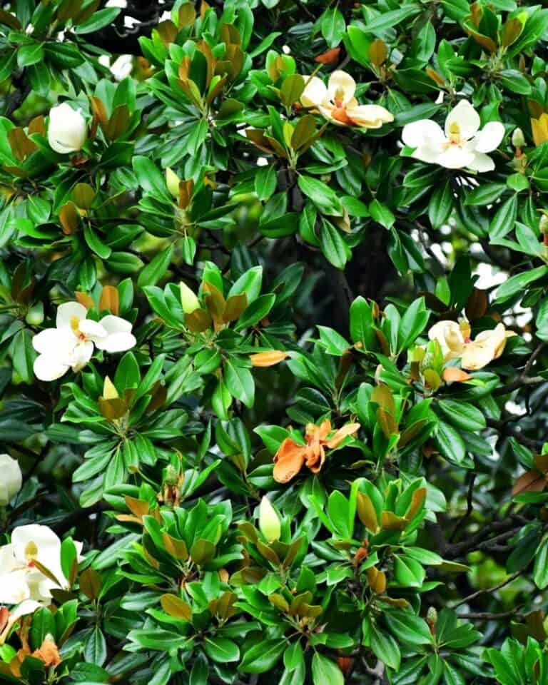 8 Best Natural Privacy Screen Ideas To Deal With Nosy Neighbors