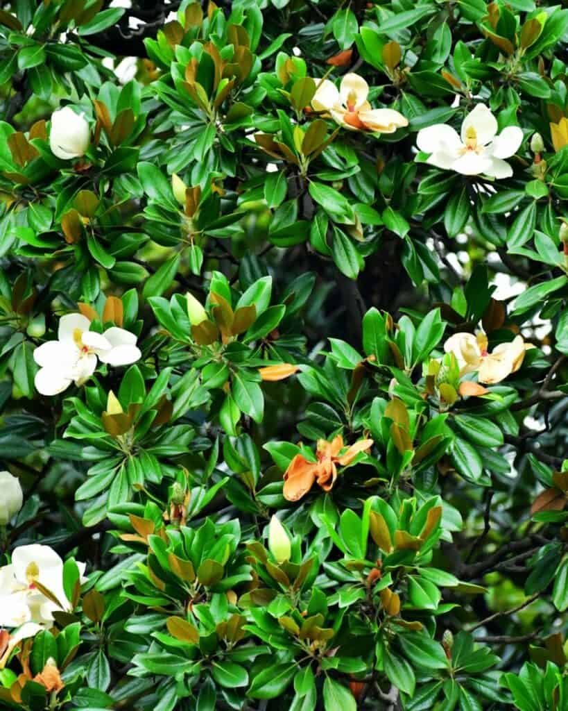 16 Best Privacy Trees to Create a Secluded Oasis Around Your Pool