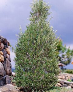 12 High Yield Dwarf Fruit Trees For Small Areas