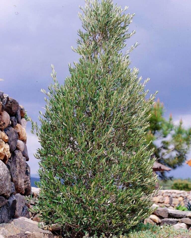 12 High Yield Dwarf Fruit Trees For Small Areas