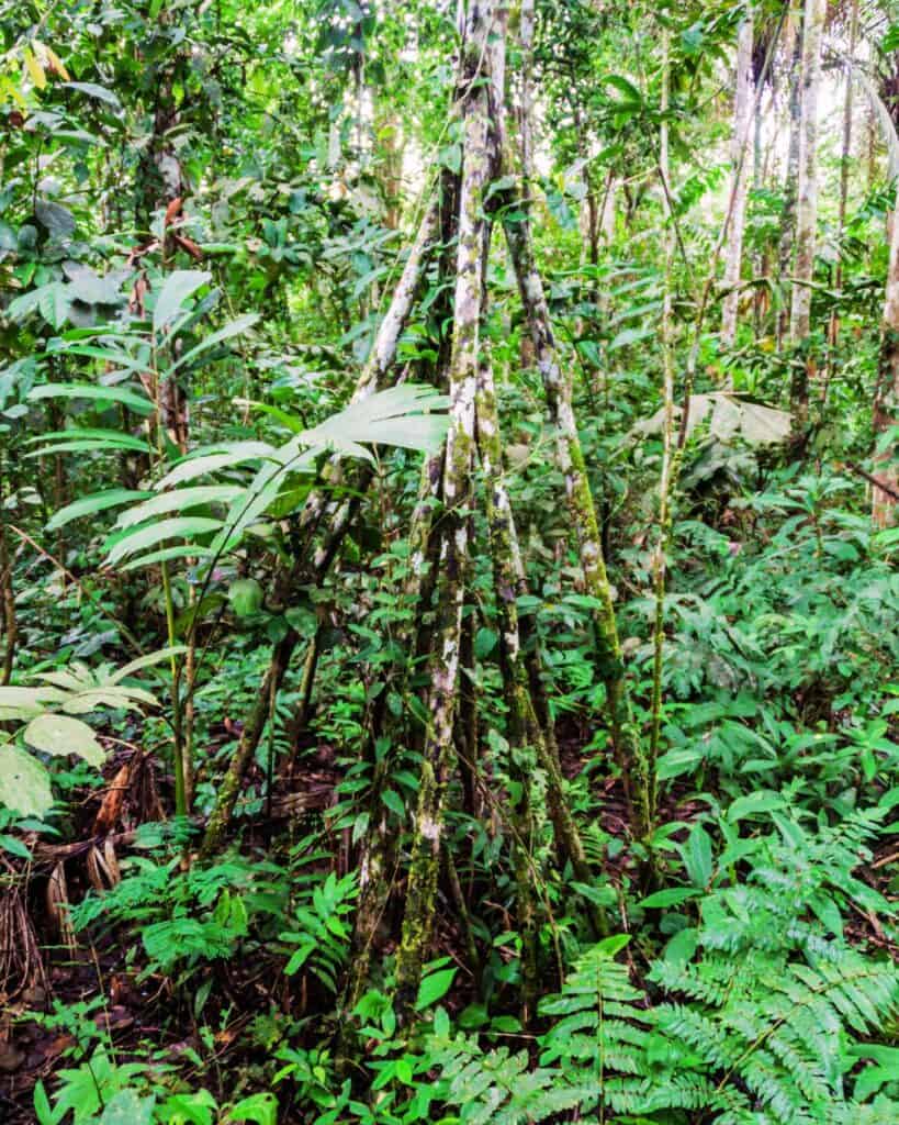 From Tolkien’s Imagination to Tropical Reality - The Tale of the ...