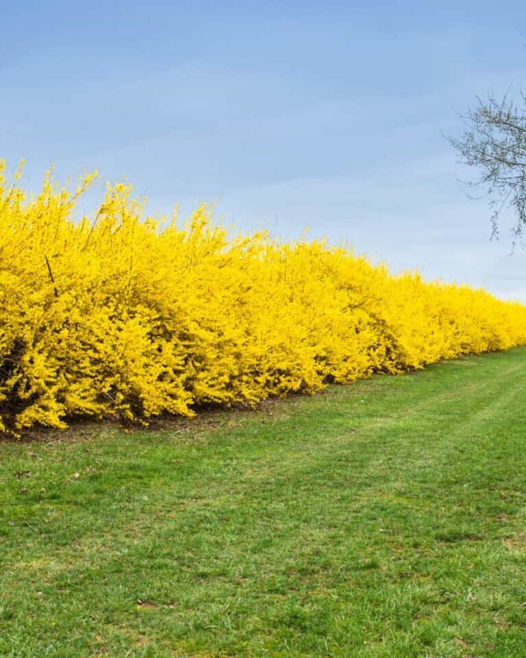 Zone 5 Privacy Hedges That Transform Your Garden into a Private Oasis ...
