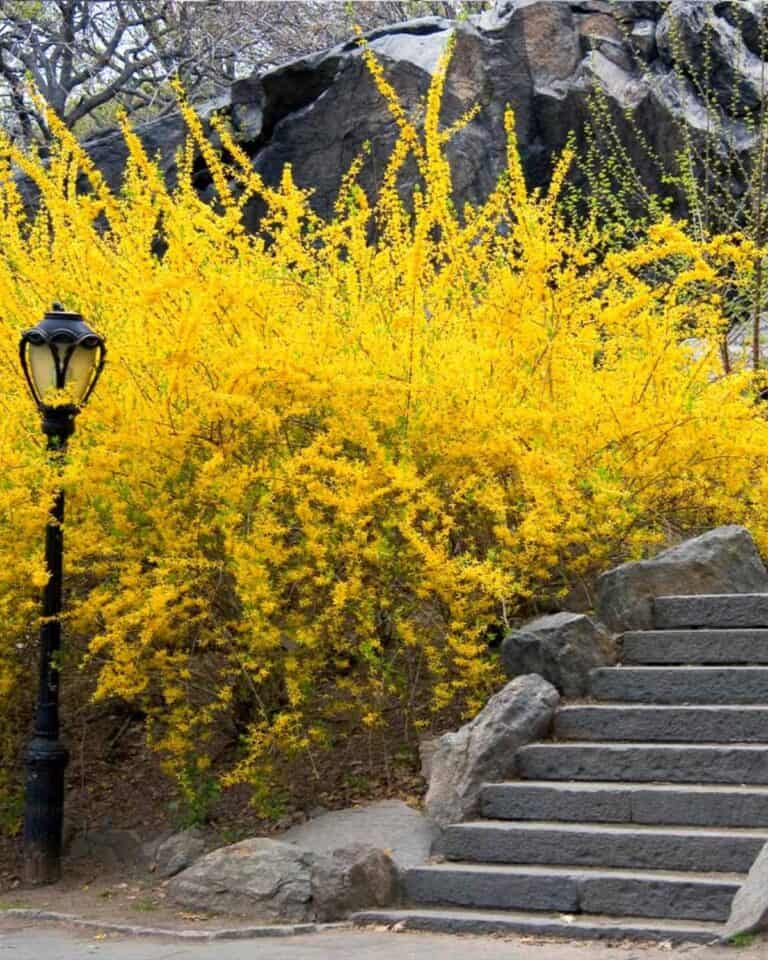 54 Perennial Shrubs & Bushes to Keep Your Garden Gorgeous All Year Round