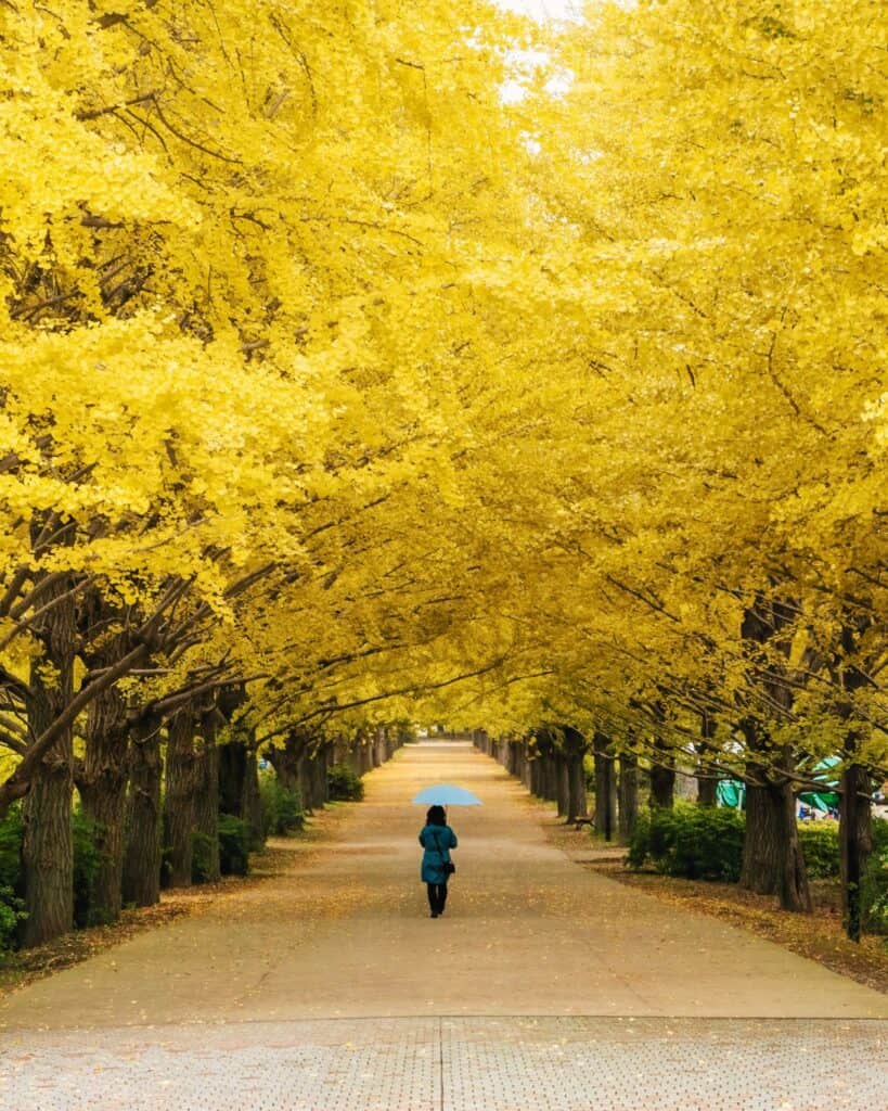 13 Most Eye-Catching Trees For Fall Foliage (Simply Stunning)