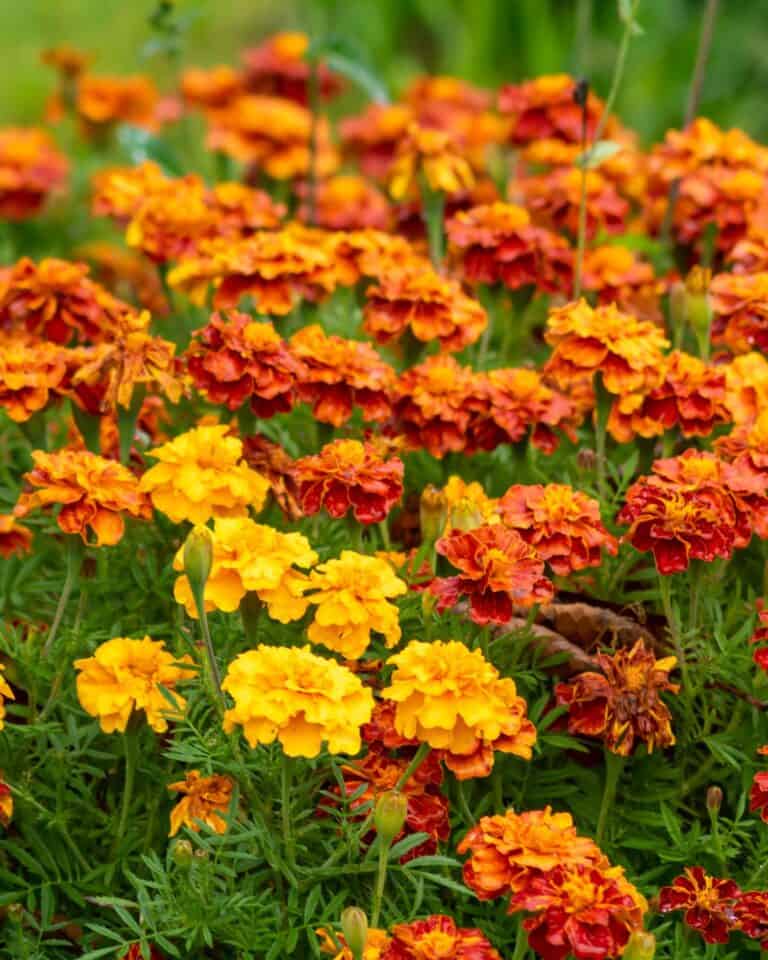 25 Best Companion Plants for Under Citrus Trees