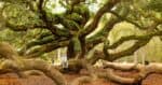 Discover the Mystical World of the Angel Oak - Charleston's Time ...