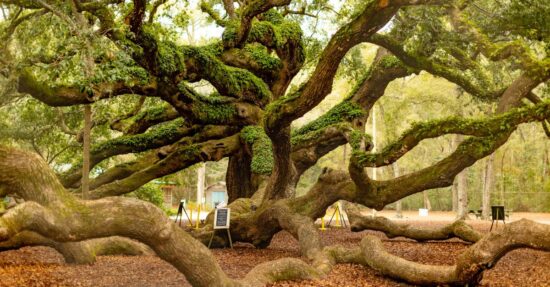 Discover the Mystical World of the Angel Oak - Charleston's Time ...