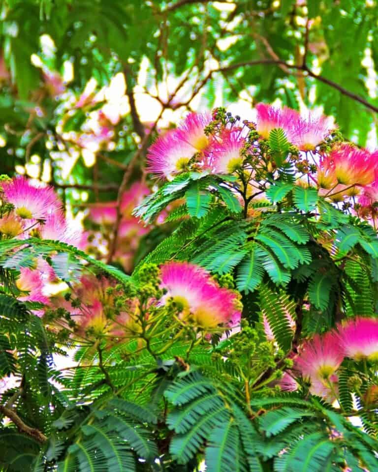 34 Long-Blooming Trees & Shrubs for Endless Color in Your Garden