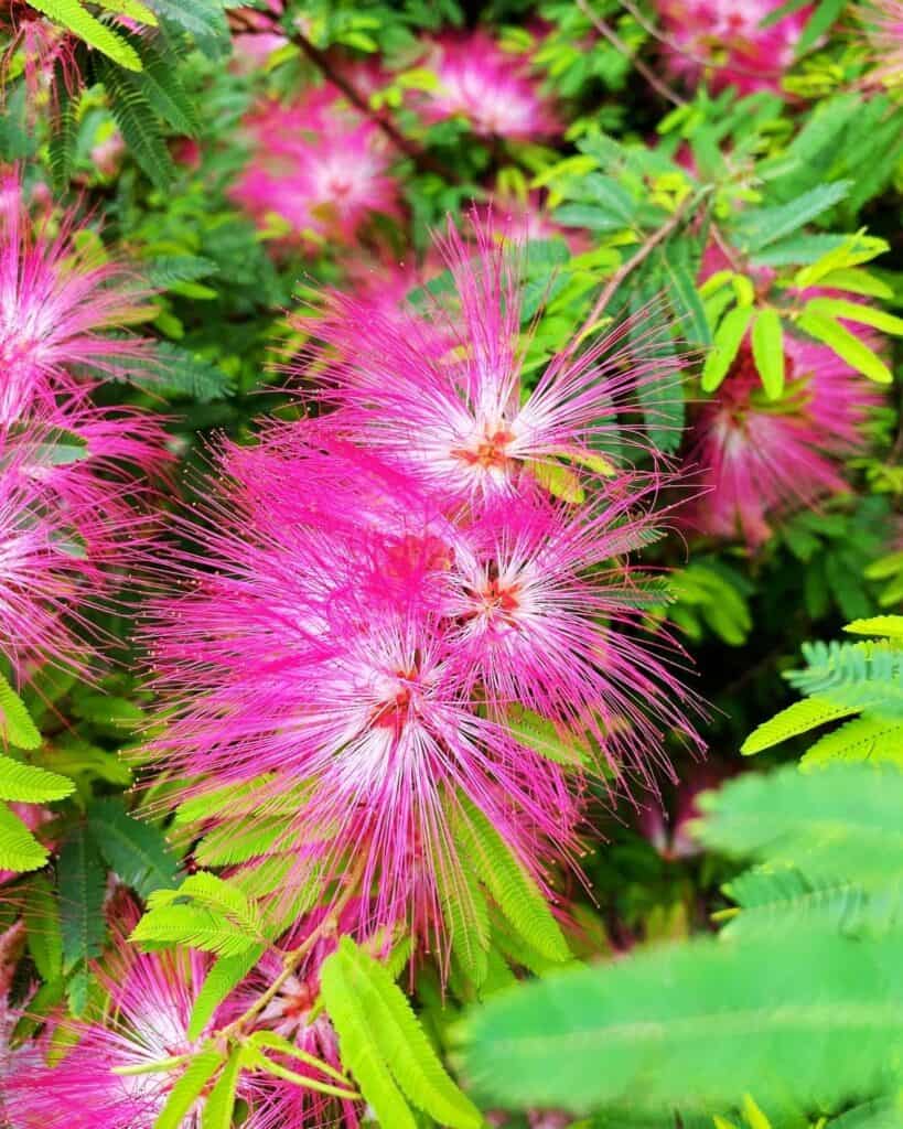 34 Long-Blooming Trees & Shrubs for Endless Color in Your Garden