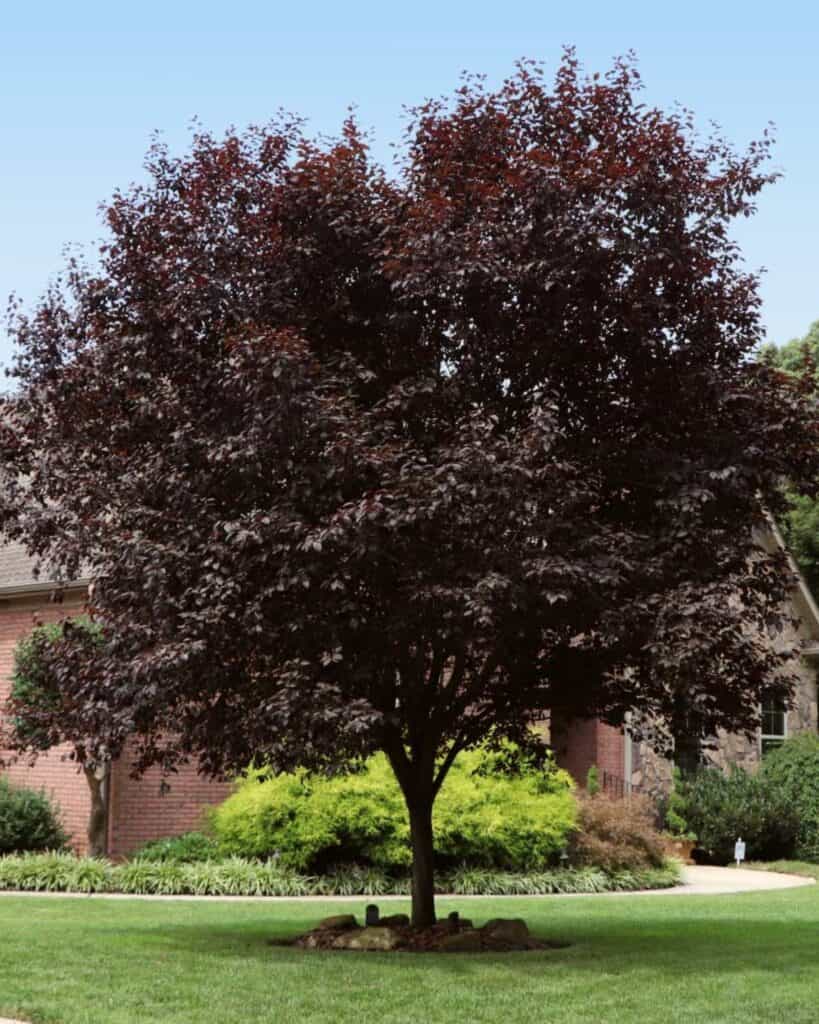 20 Small Fast Growing Trees That Make a Big Impact