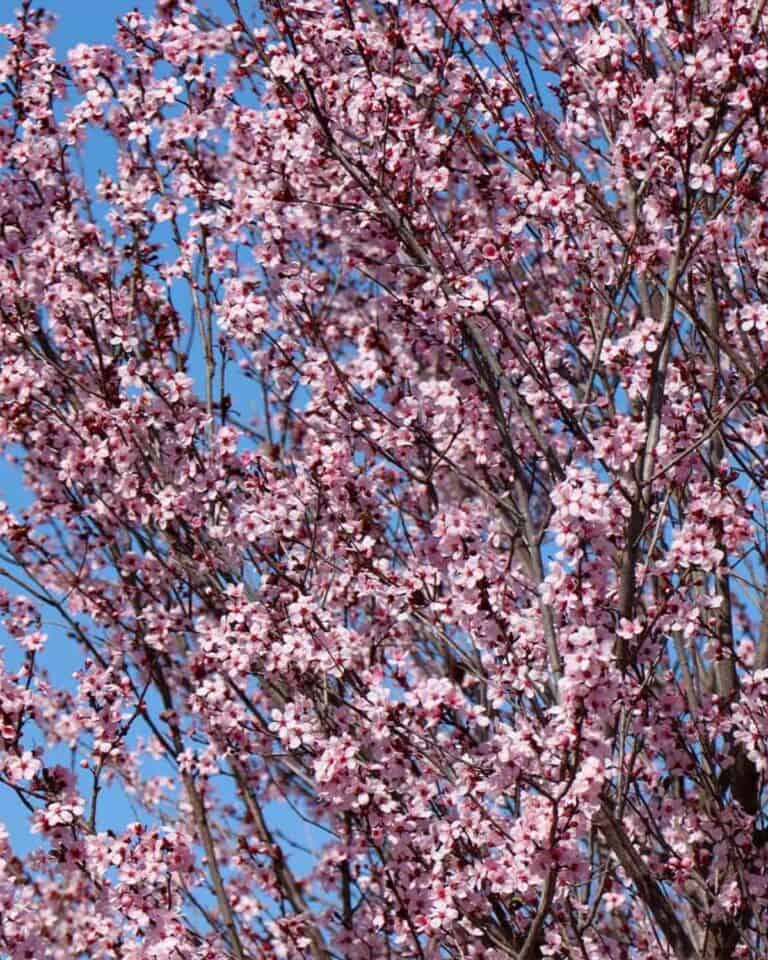 20 Small Fast Growing Trees That Make a Big Impact