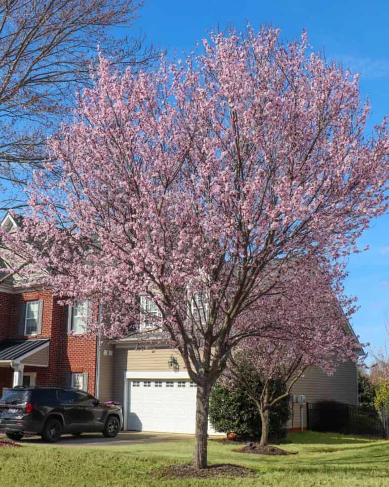 20 Small Fast Growing Trees That Make a Big Impact