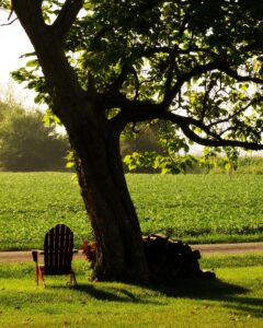 9 Deciduous Trees to Grow in Your Colorado Yard or Garden