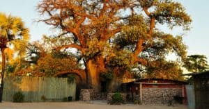 The Ombalantu Baobab - Namibia’s Natural Fort Turned Spiritual Haven
