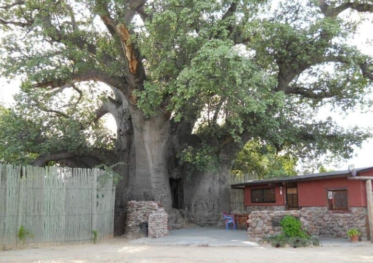 The Ombalantu Baobab - Namibia’s Natural Fort Turned Spiritual Haven