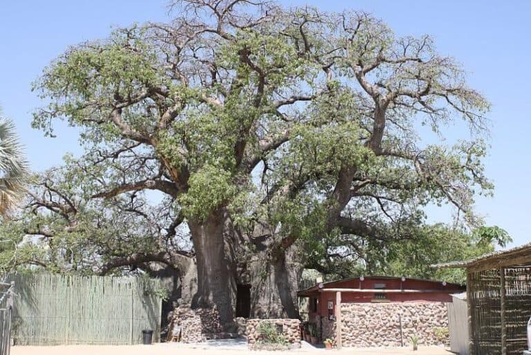 The Ombalantu Baobab - Namibia’s Natural Fort Turned Spiritual Haven