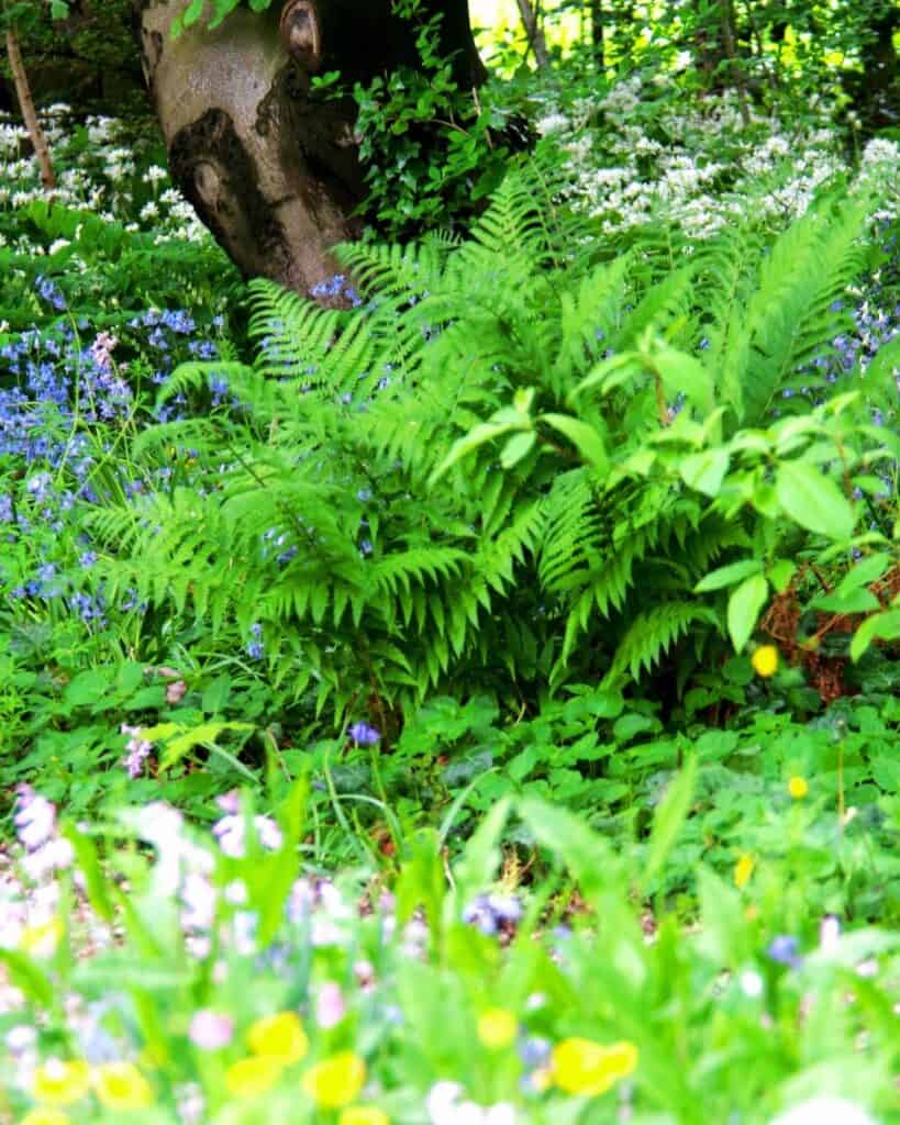 16 Under Spruce Tree Landscaping Ideas (Ground Cover & Plants)