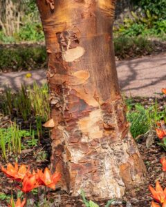 13 Most Eye-Catching Trees For Fall Foliage (Simply Stunning)