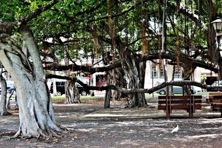 Emerging from the Embers, How the Lahaina Banyan Tree is Overcoming ...