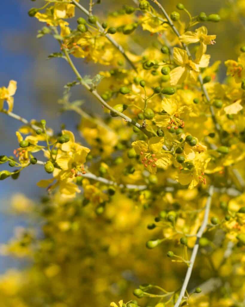 34 Long-Blooming Trees & Shrubs for Endless Color in Your Garden
