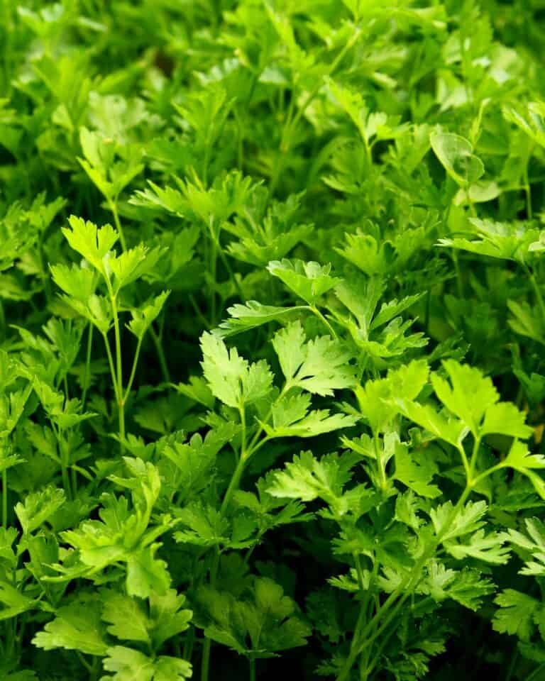 25 Best Companion Plants for Under Citrus Trees