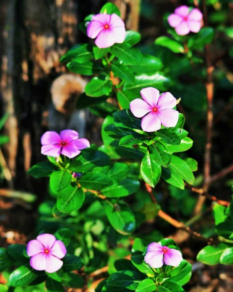 16 Under Spruce Tree Landscaping Ideas (Ground Cover & Plants)