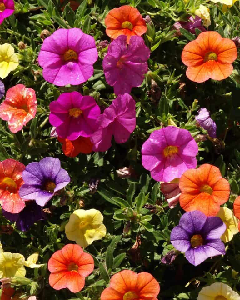 25 Best Companion Plants for Under Citrus Trees