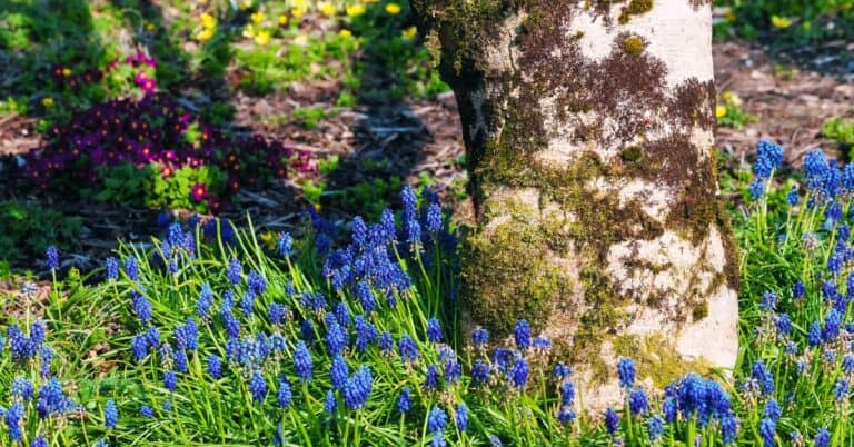 13 Popular Shade Plants For The Side Of Your House