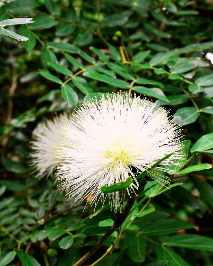 34 Long-Blooming Trees & Shrubs for Endless Color in Your Garden