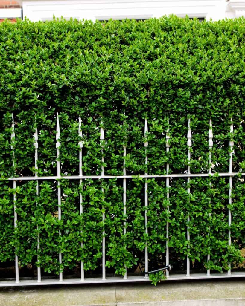 16 Best Privacy Trees to Create a Secluded Oasis Around Your Pool