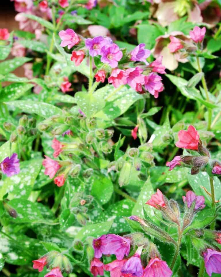 18 Ground Covers for Under Pine Trees That Will Flourish in the Shade