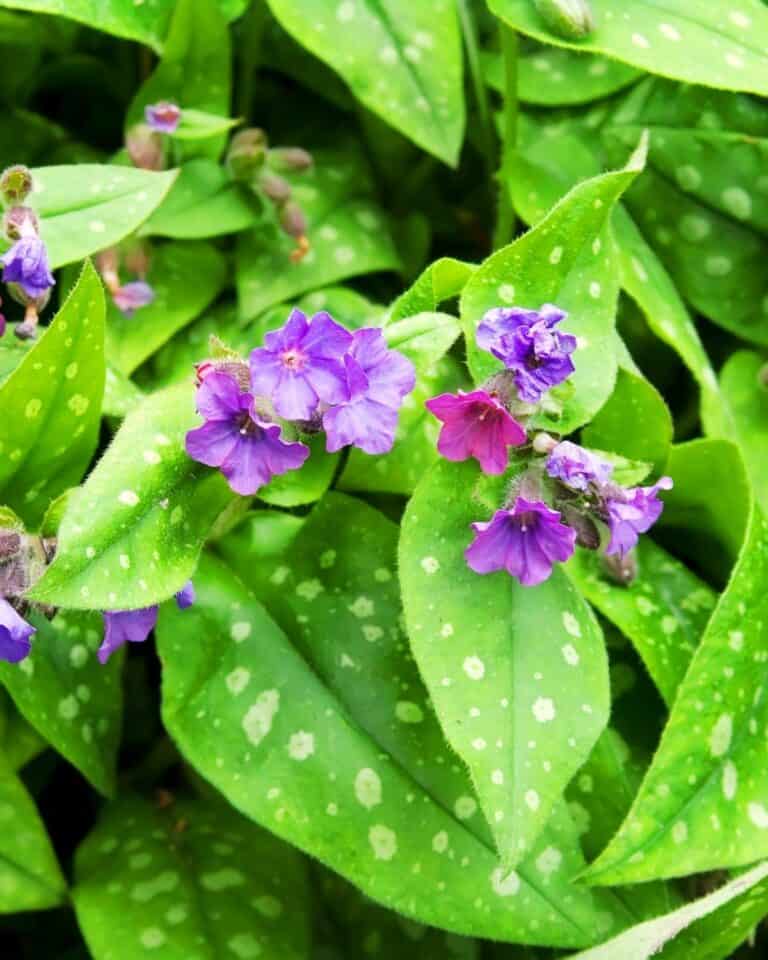 18 Ground Covers for Under Pine Trees That Will Flourish in the Shade