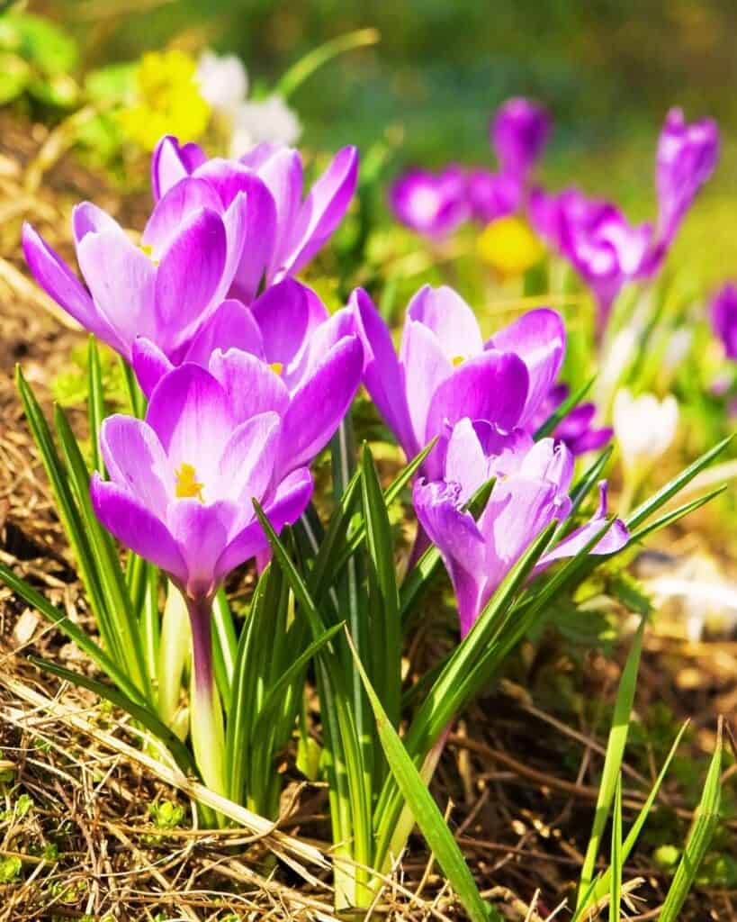 41 Best Plants for Under Maple Trees (Proven To Thrive)