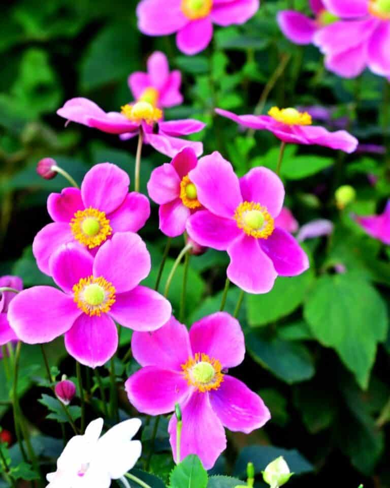 What To Plant Under Magnolia Trees? - 16 Plant Ideas for Landscaping ...