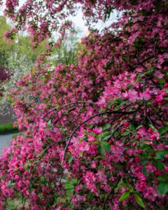 20 Small Fast Growing Trees That Make a Big Impact