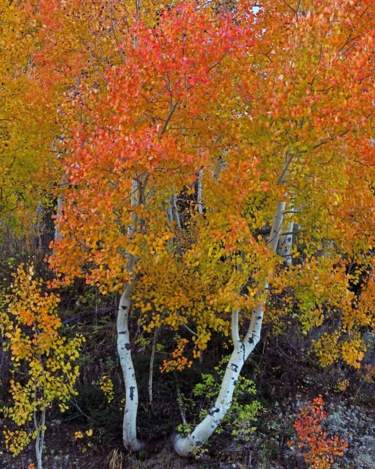 13 Most Eye-Catching Trees For Fall Foliage (Simply Stunning)