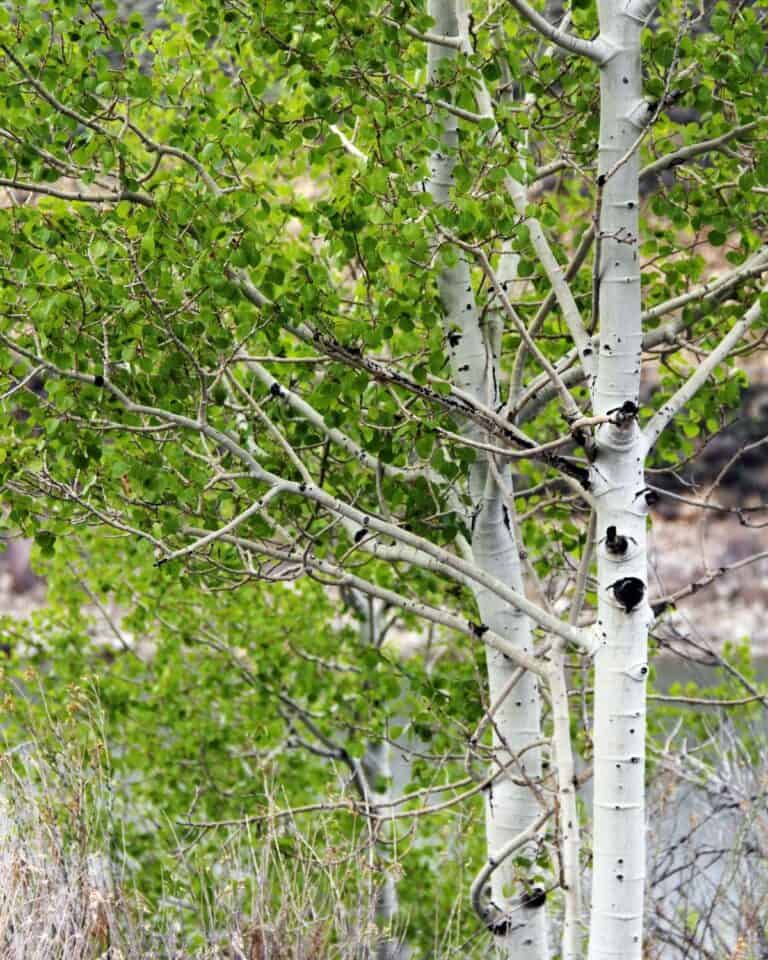 13 Most Eye-Catching Trees For Fall Foliage (Simply Stunning)