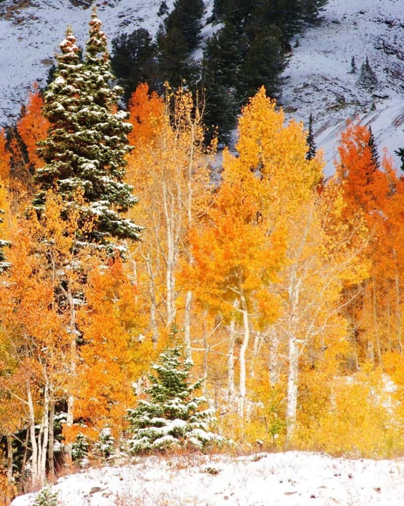 13 Most Eye-Catching Trees For Fall Foliage (Simply Stunning)