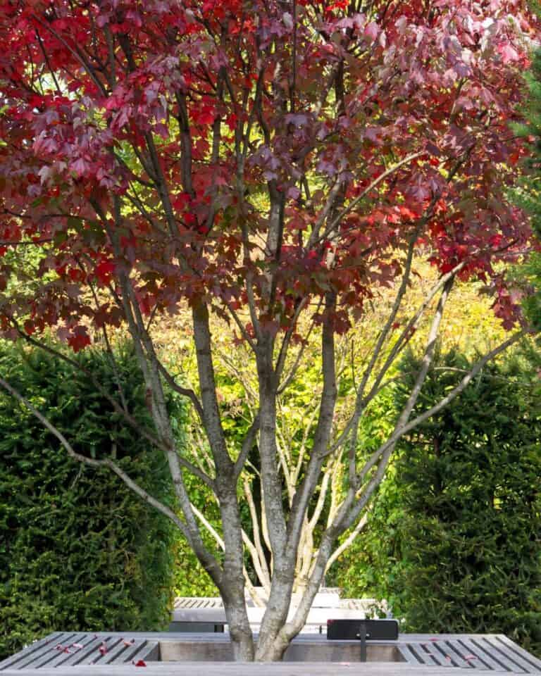 13 Most Eye-Catching Trees For Fall Foliage (Simply Stunning)