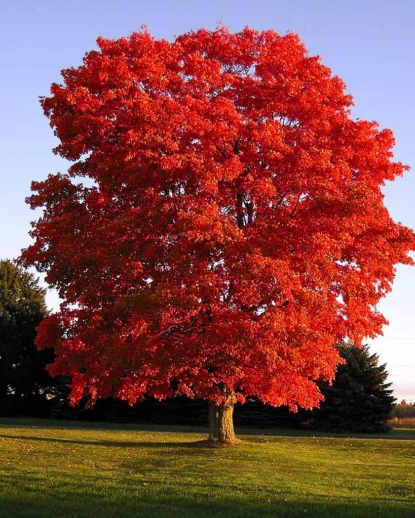 13 Most Eye-Catching Trees For Fall Foliage (Simply Stunning)