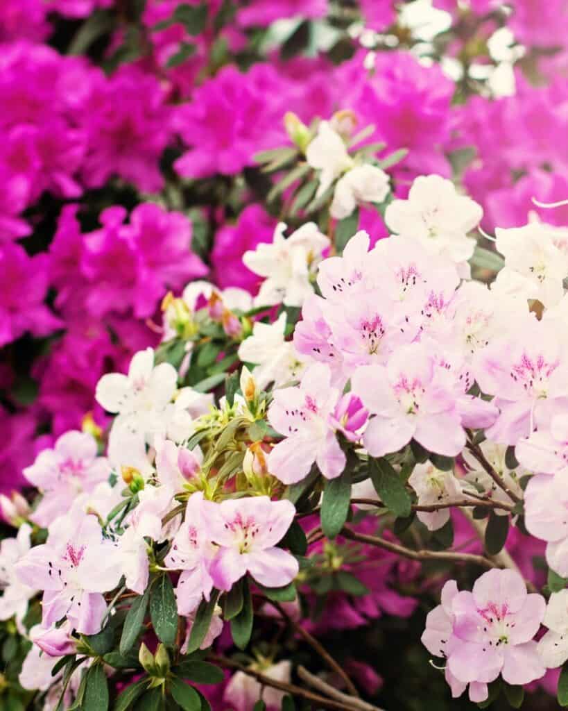 29 Best Plants for Under Oak Trees To Renew Your Shade Garden