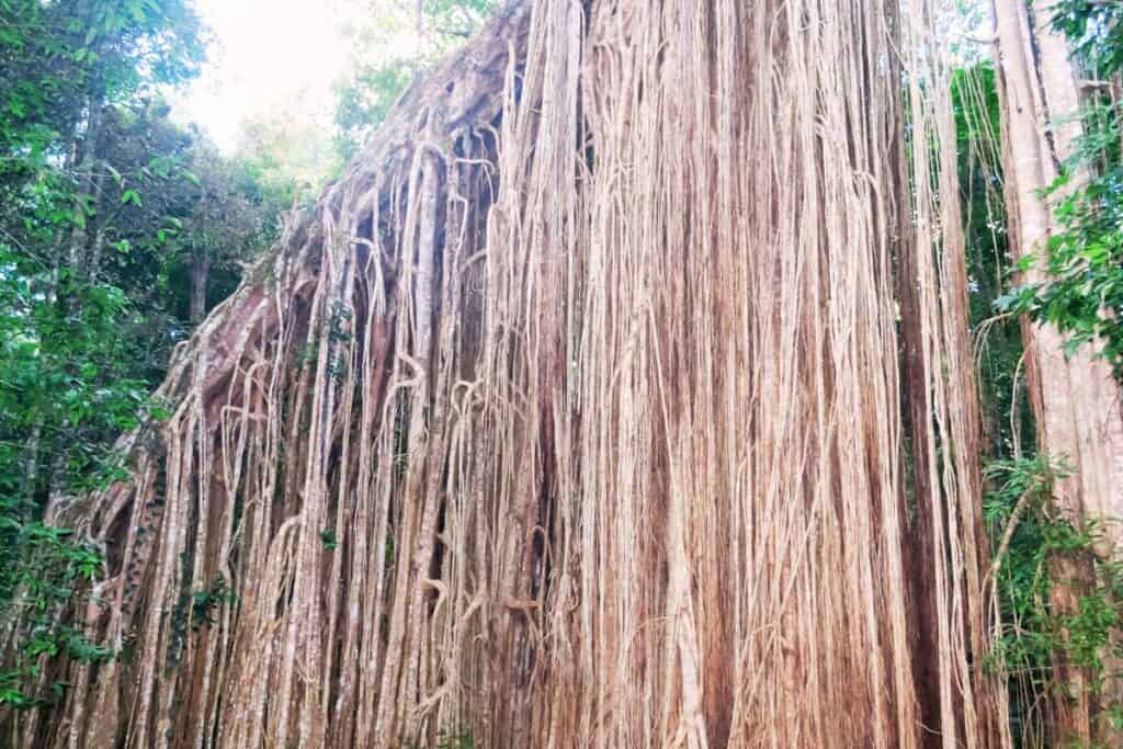 Explore the Dramatic Beauty of Queensland's Curtain Fig Tree