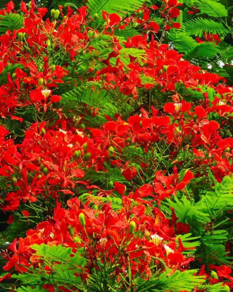 34 Long-Blooming Trees & Shrubs for Endless Color in Your Garden