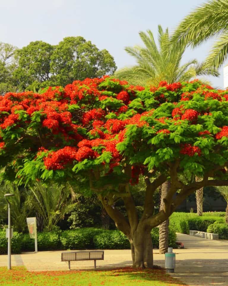 34 Long-Blooming Trees & Shrubs for Endless Color in Your Garden