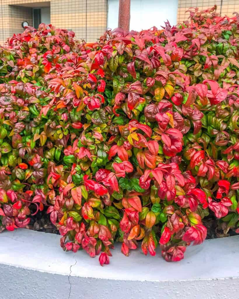 41 Best Plants for Under Maple Trees (Proven To Thrive)