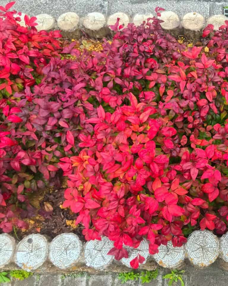 41 Best Plants for Under Maple Trees (Proven To Thrive)