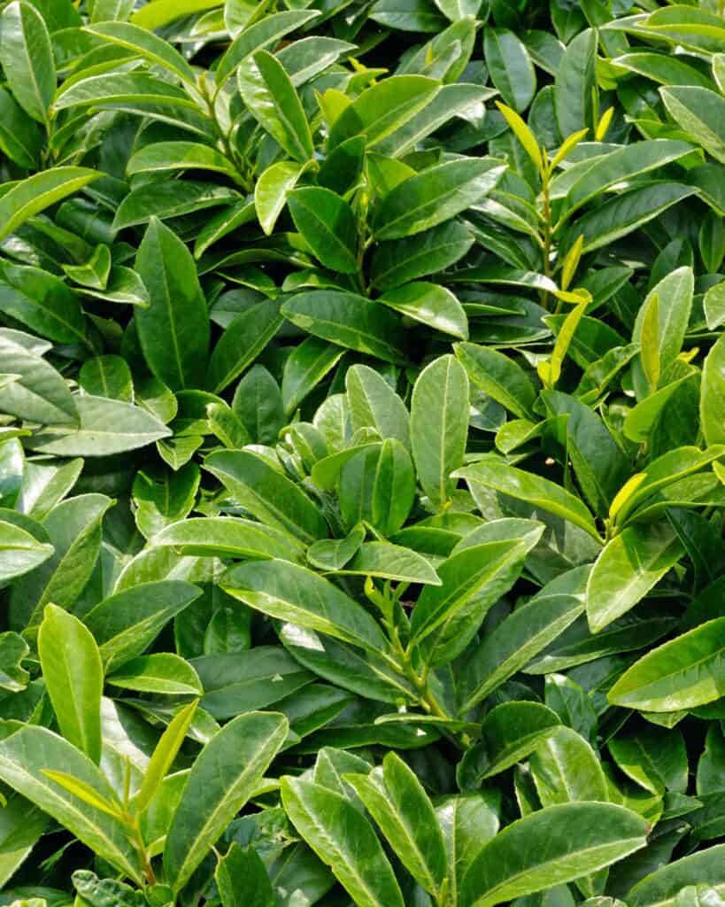 9 Best Privacy Hedges for Zone 6 to Turn Your Garden into a Hidden Oasis