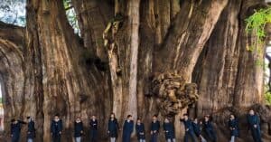 Meet the World's Stoutest Tree - Discovering El Árbol del Tule