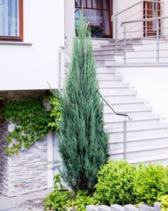 20 Small Fast Growing Trees That Make a Big Impact